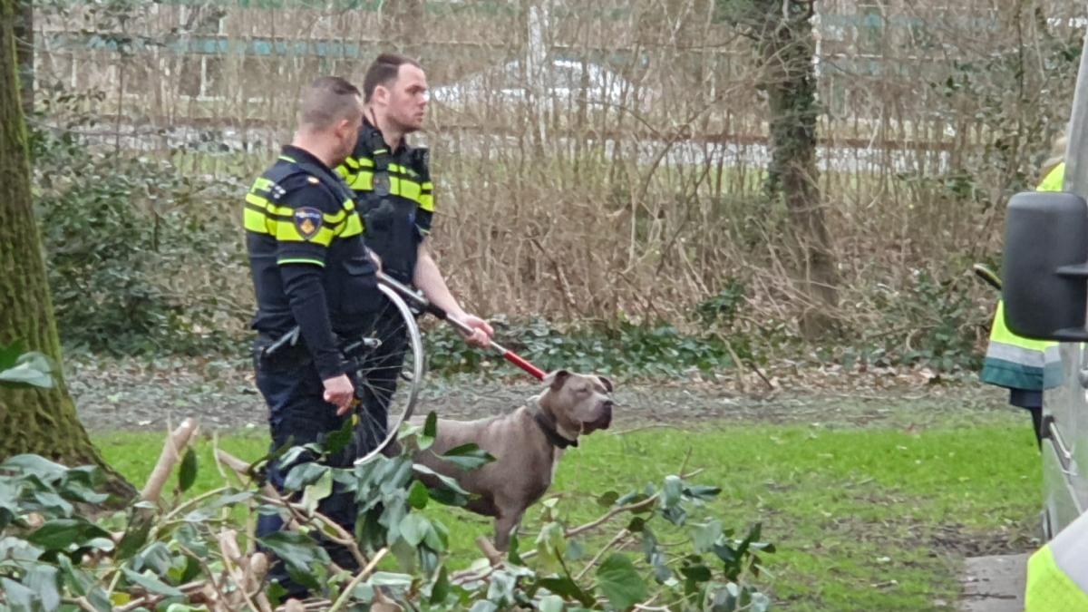 Buren zagen hoe hondje Tim werd verscheurd door vechthonden: "Vergeet ...