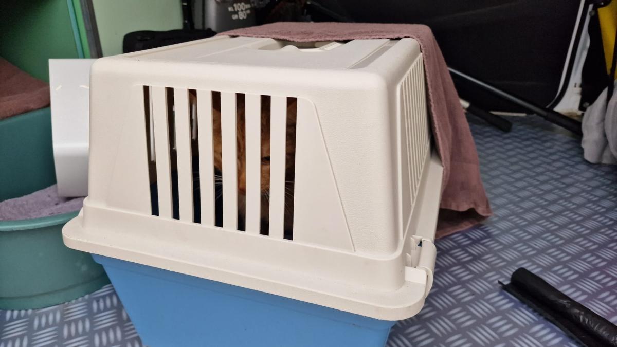 Duikteam ingezet om poes te redden van balk bij Stokkenbrug in Purmerend