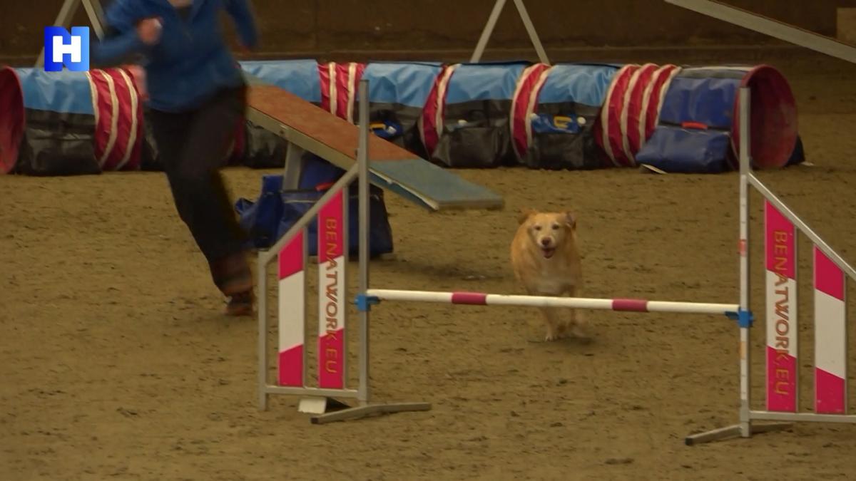 Viervoeters zetten hun beste pootje voor bij Run for Fun: "Het is hard ...