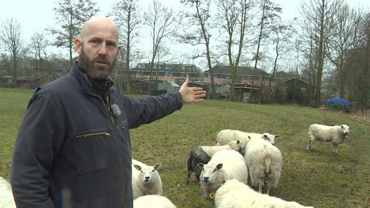 Bewust geen lammetjes vanwege blauwtongvirus: "Wat doe je zo'n schaap ...