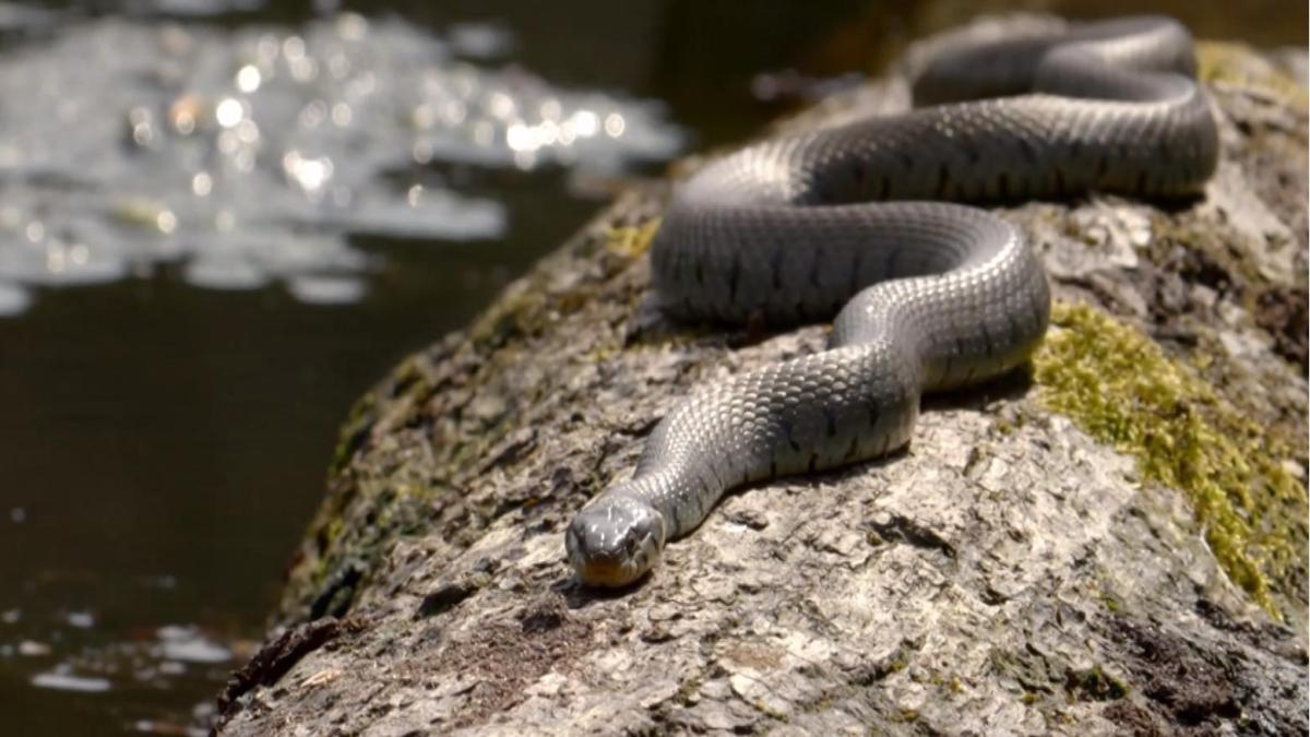 Dodelijke slangenschimmel gevonden in Naardermeer: zo help je ...