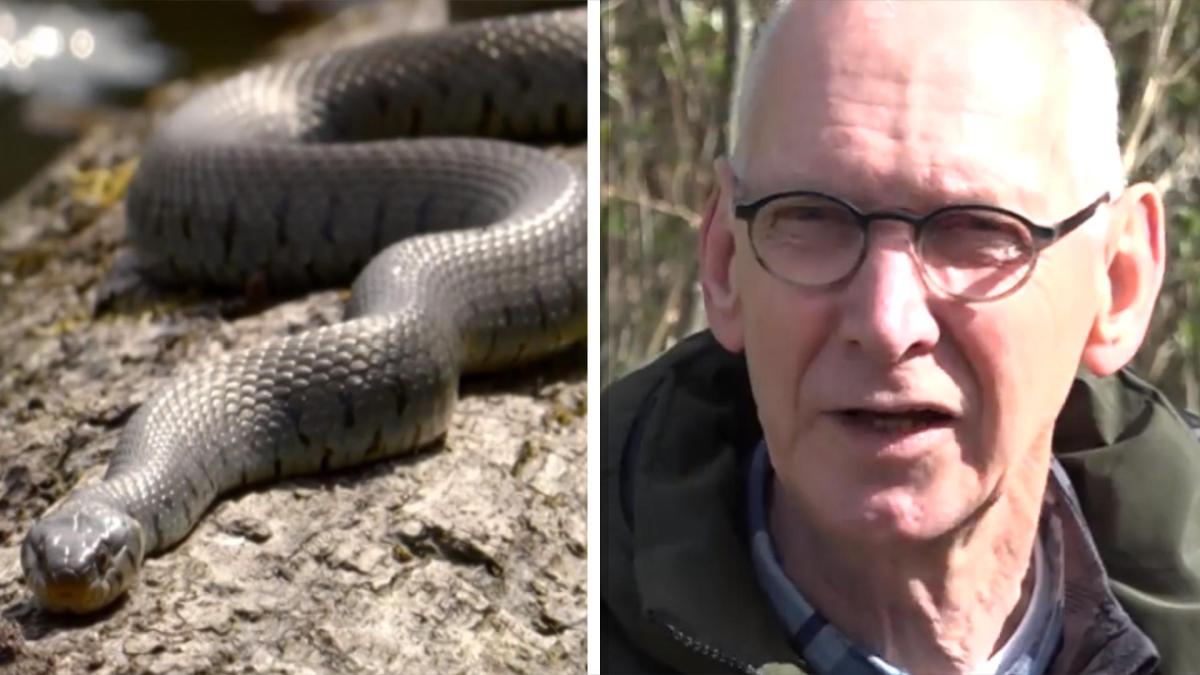 Ringslang glibbert steeds vaker naar Aalsmeer: broeihoop blijkt sleutel ...