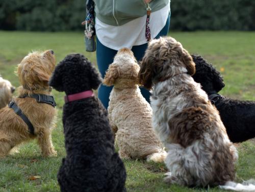 Mysterieus drama in hondenhotel: 10 honden dood, zeker 3 uit Noord ...