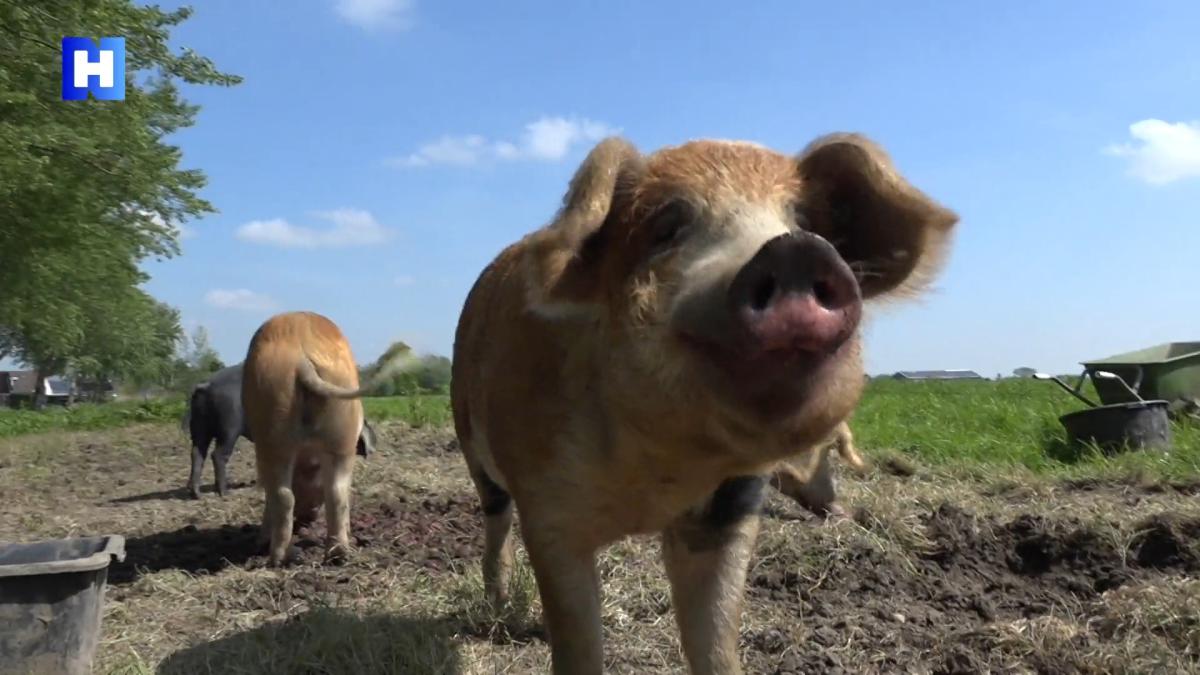 Varkensparadijs voor Piggly, Sjaakie, Brownie en Kleintje: "Ze zijn ...