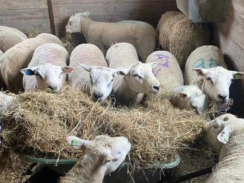 Geredde schapen illegale slachterij vol trauma's: Geredde schapen illegale slachterij vol trauma's:
