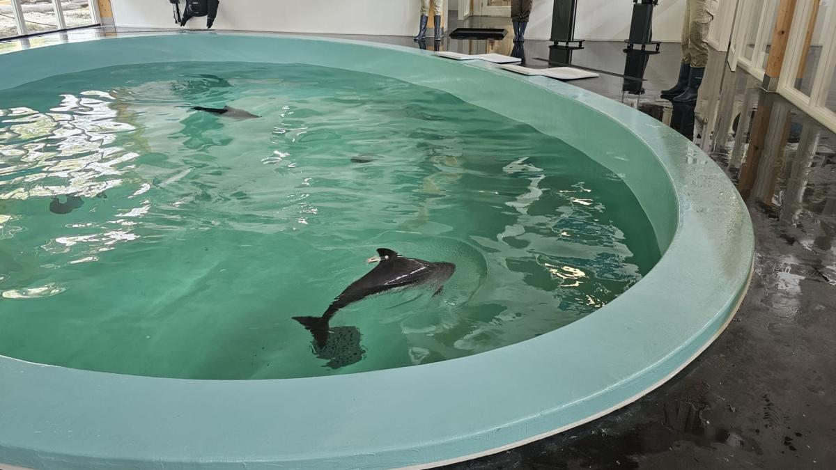 SOS Dolfijn gaat herstelde bruinvis volgen in Noordzee: "We willen ...