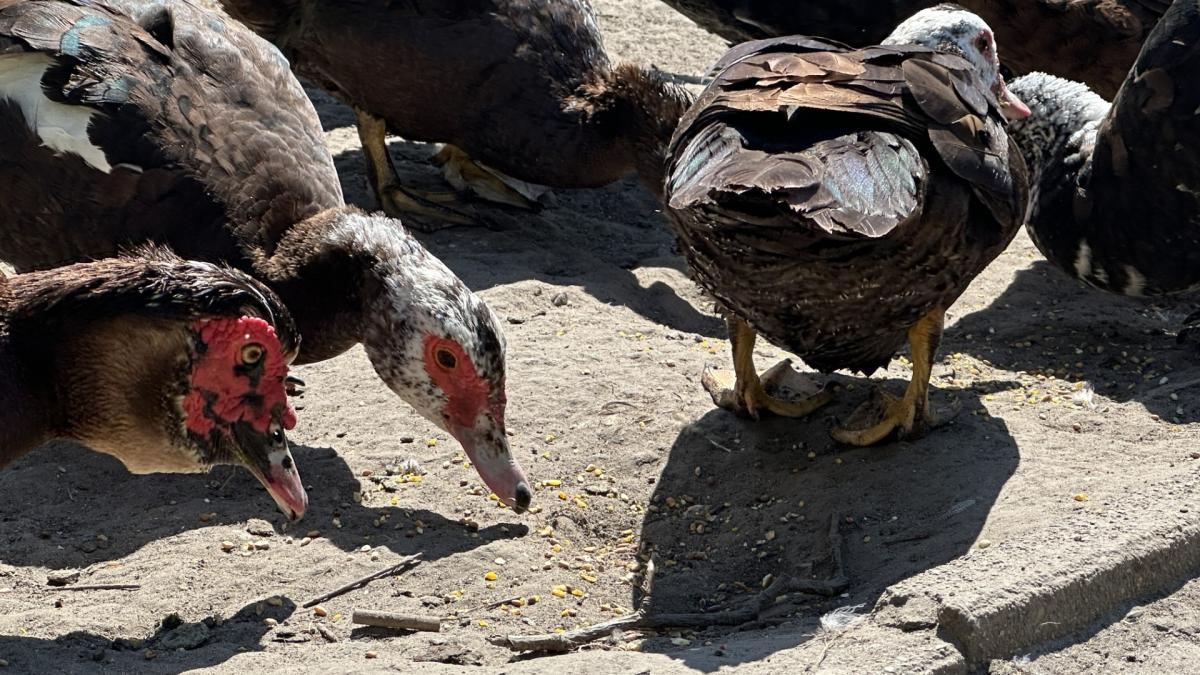 Ze zijn gezellig, maar schijten alles onder: muskuseenden moeten weg ...