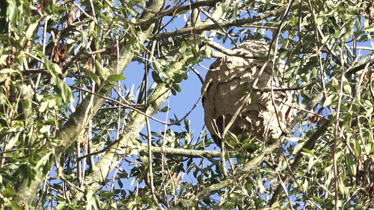 Nest van 'monsterwesp' uit Hoornse boom verwijderd: "Zo groot als een ...