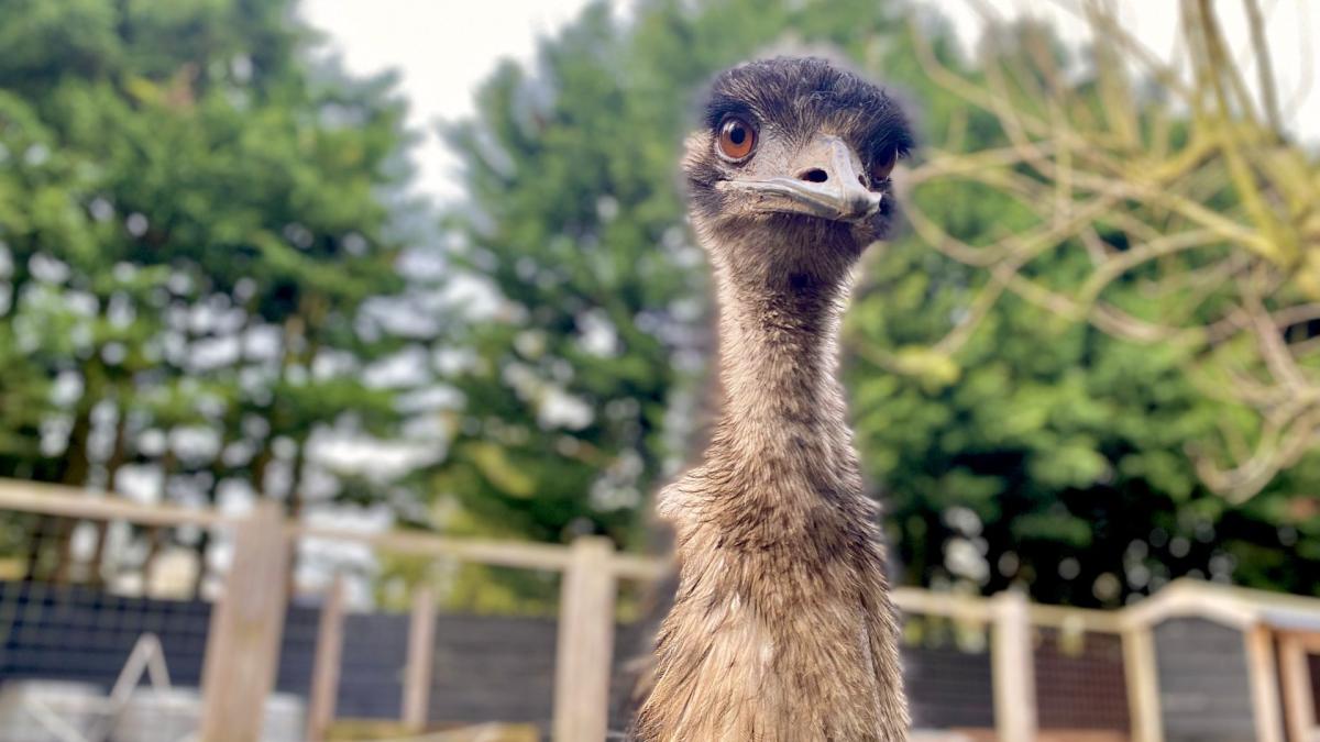 Emoe Birdy na ontsnapping gevonden, onduidelijk of ze het redt - NH Nieuws