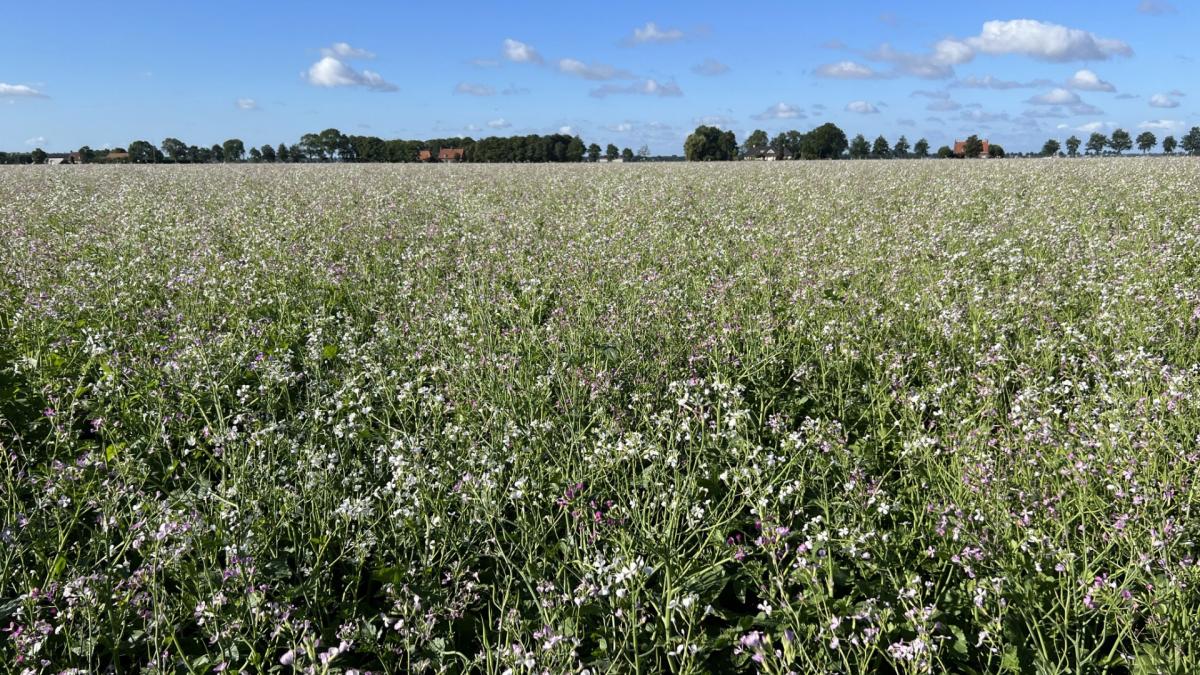 Boekweit verdween door de aardappel, maar door drie boeren is het terug ...