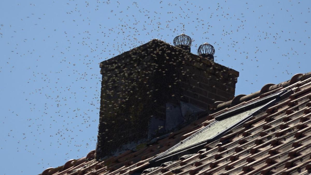 Enorme zwerm bijen rond schoorsteen trekt veel bekijks - NH Nieuws
