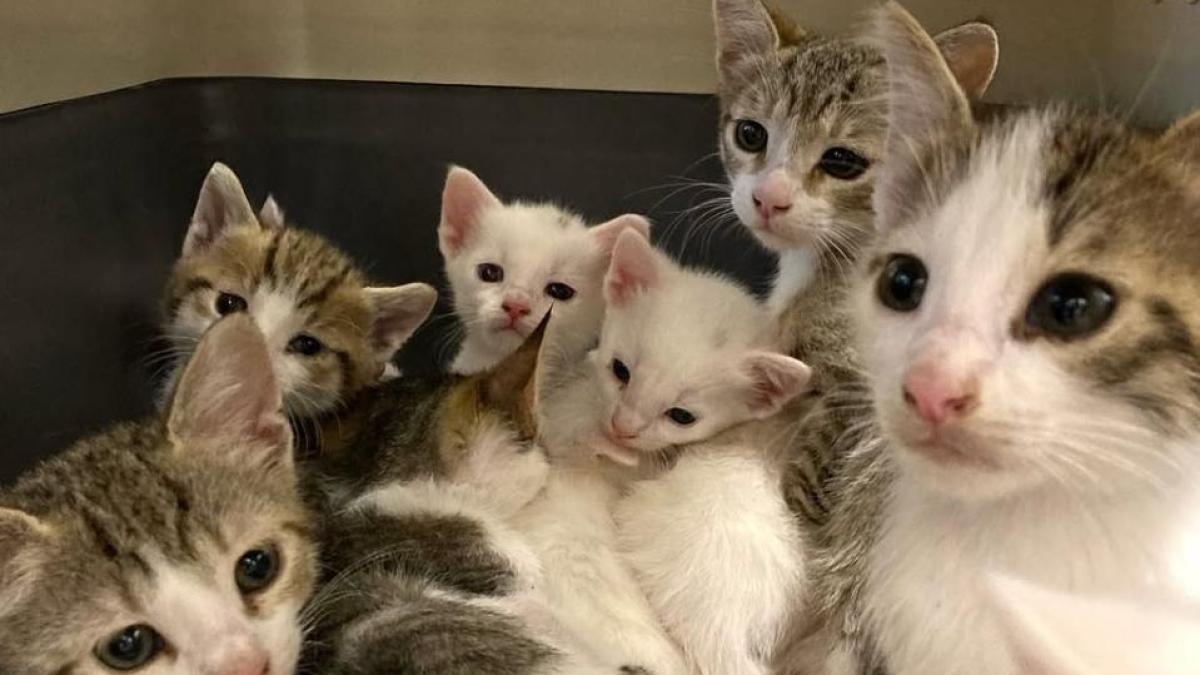 42 katten gevonden in Amsterdamse woning: "Kittens gevoed, maar ...