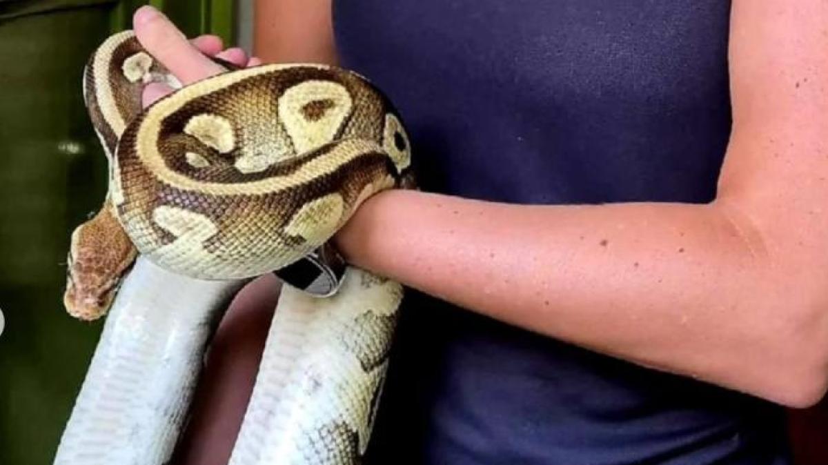 Bewoners van Betondorp zien opeens koningspython door gang kruipen - NH ...