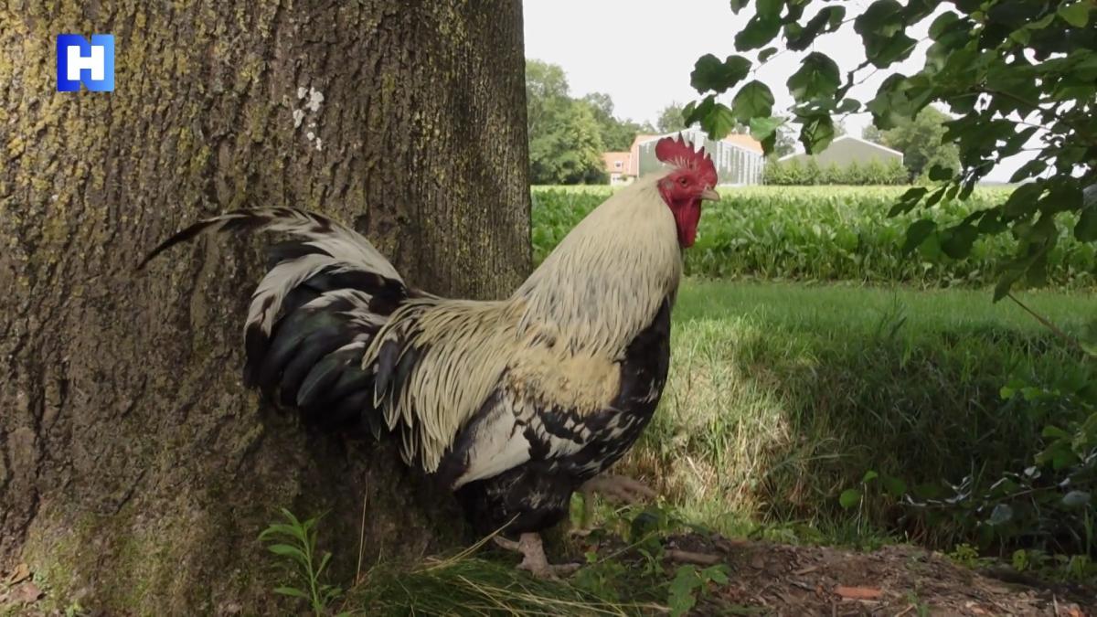 Ingrid en Astrid zoeken baasjes voor gedumpte hanen: "In natuur ...