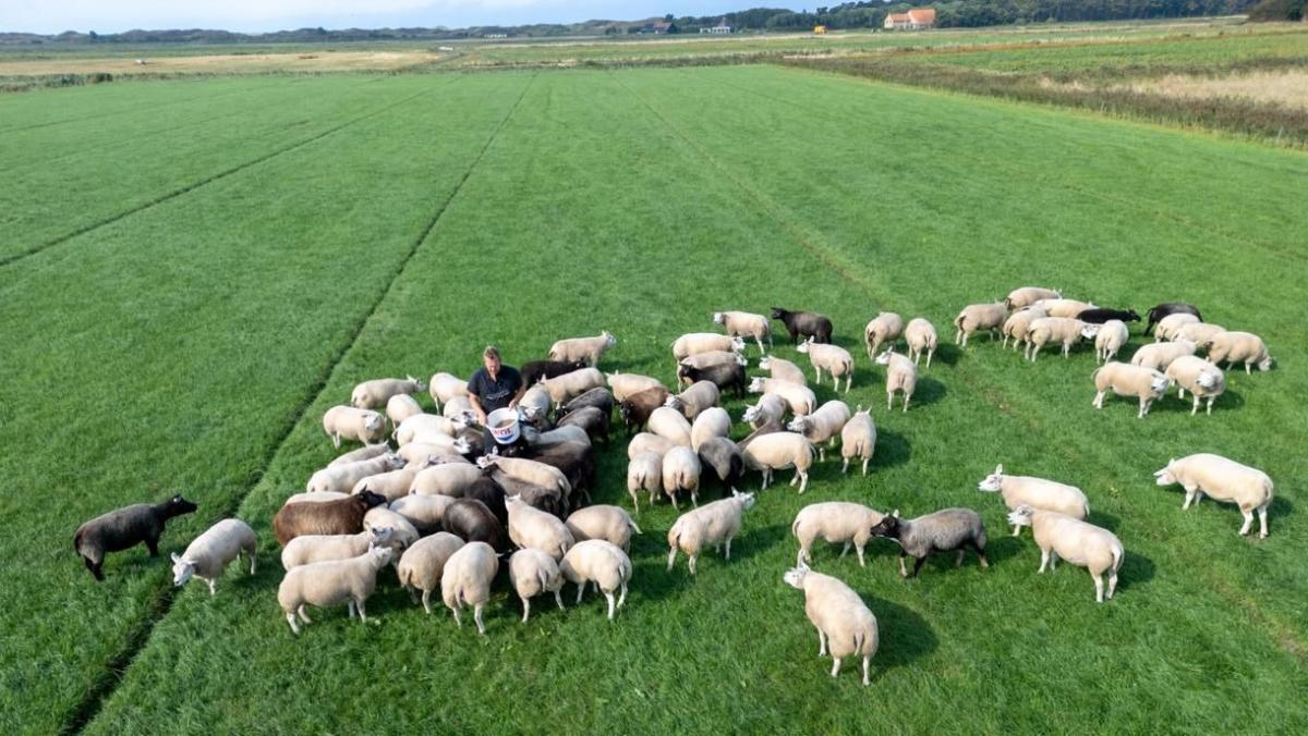 Texels schaap wint prijs mooiste ooi van Nederland - NH Nieuws