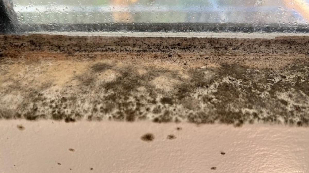 Tientallen klachten in Den Helder over schimmel in huis: "Er moet nu ...