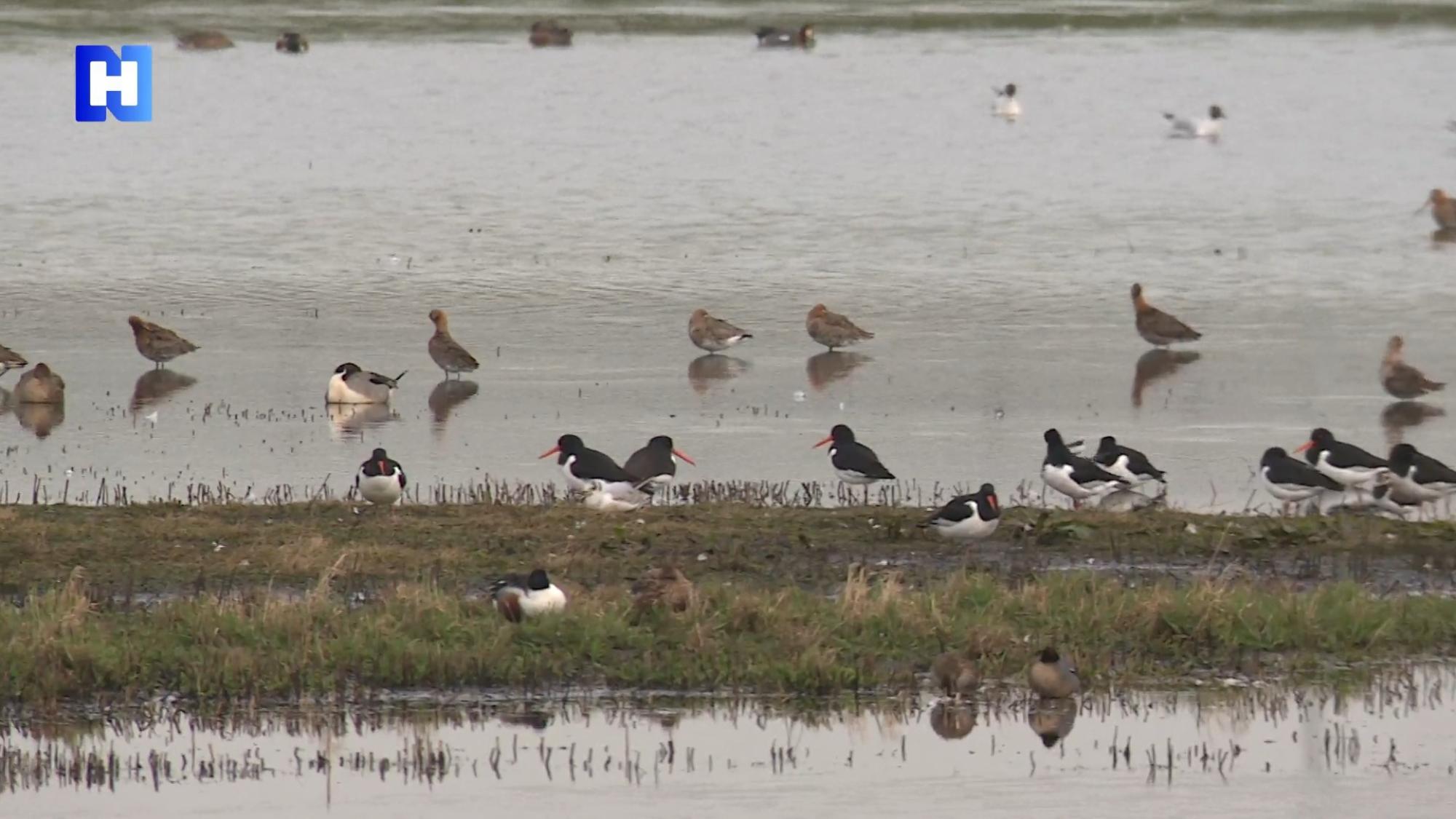 Graag in de nesten? Dan zoekt deze vogelgroep jou