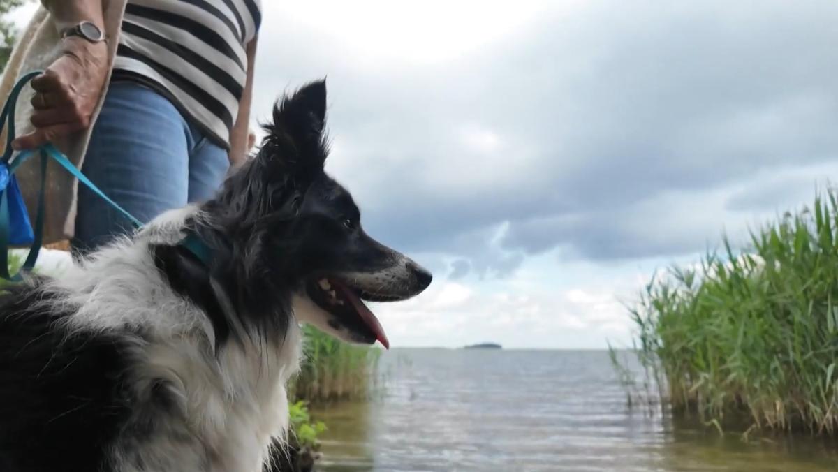Angst onder hondenbaasjes na dood dalmatiërs: "Iedereen vraagt zich af ...