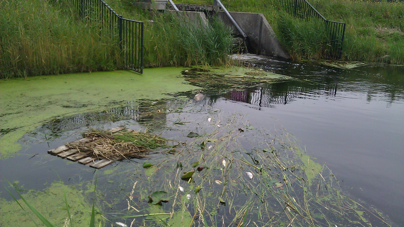 Dode vissen door storing in rioolgemaal - NH Nieuws