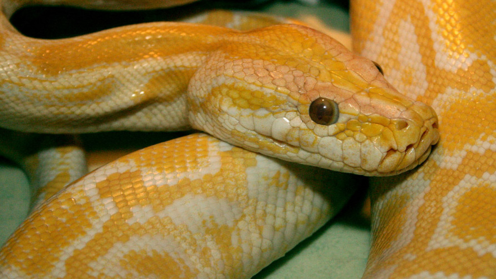 Politie vangt tijgerpython in Amsterdam - NH Nieuws