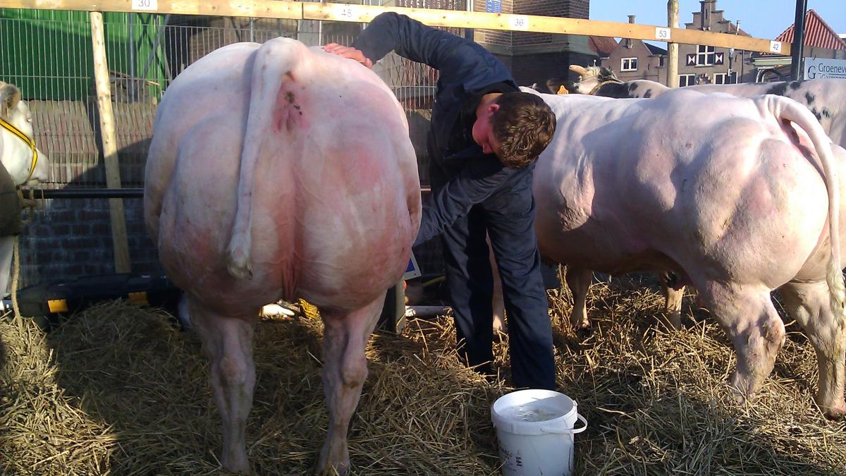 Dikbillen op de Grote Markt in Schagen - NH Nieuws