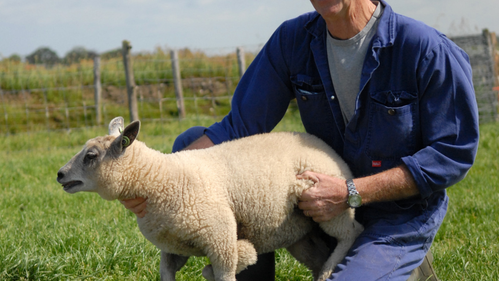 Schaap met vijf poten geboren op Texel - NH Nieuws